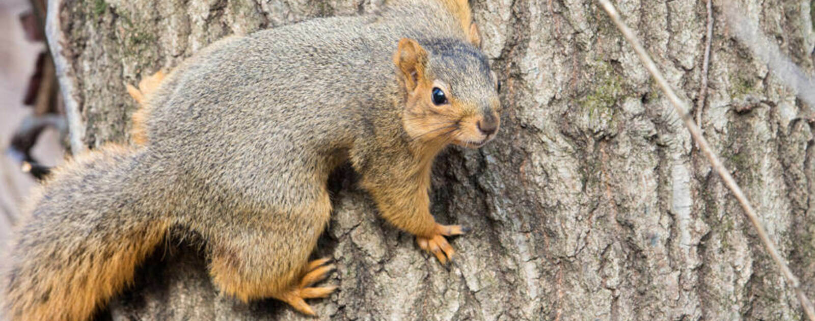 Squirrels! | 2025-04-04 | Events | Environmental Humanities Initiative ...